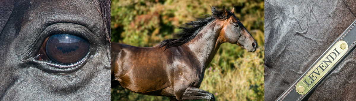 Magnum Park | Levendi – Elite Group 1 Winning Thoroughbred Stallion
