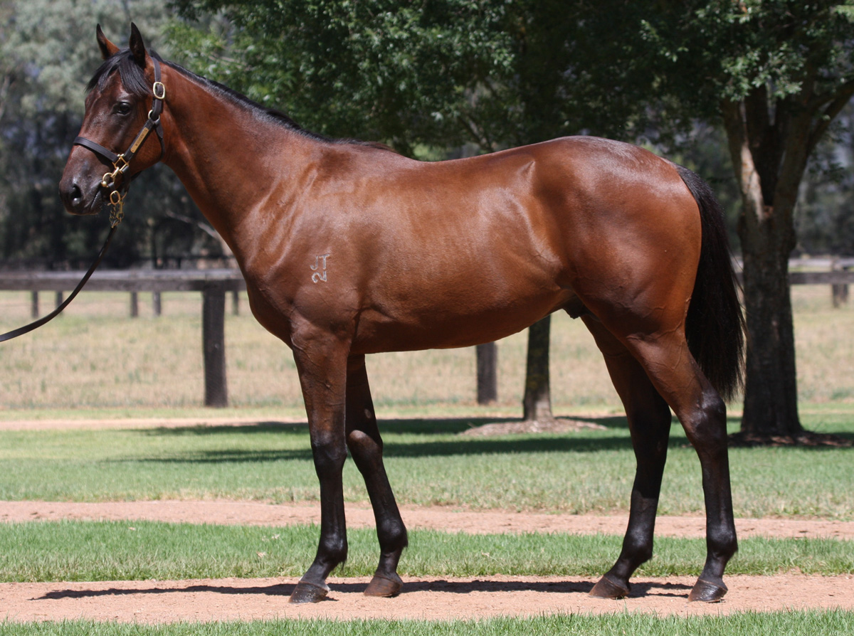 Pedigree – Magnum Park | Levendi