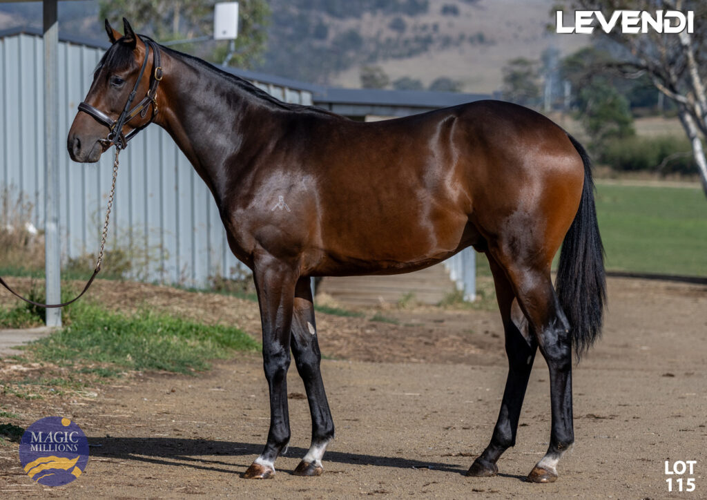 Magnum Park | Levendi – Elite Group 1 Winning Thoroughbred Stallion