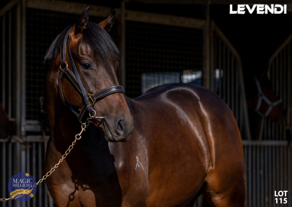 Magnum Park | Levendi – Elite Group 1 Winning Thoroughbred Stallion
