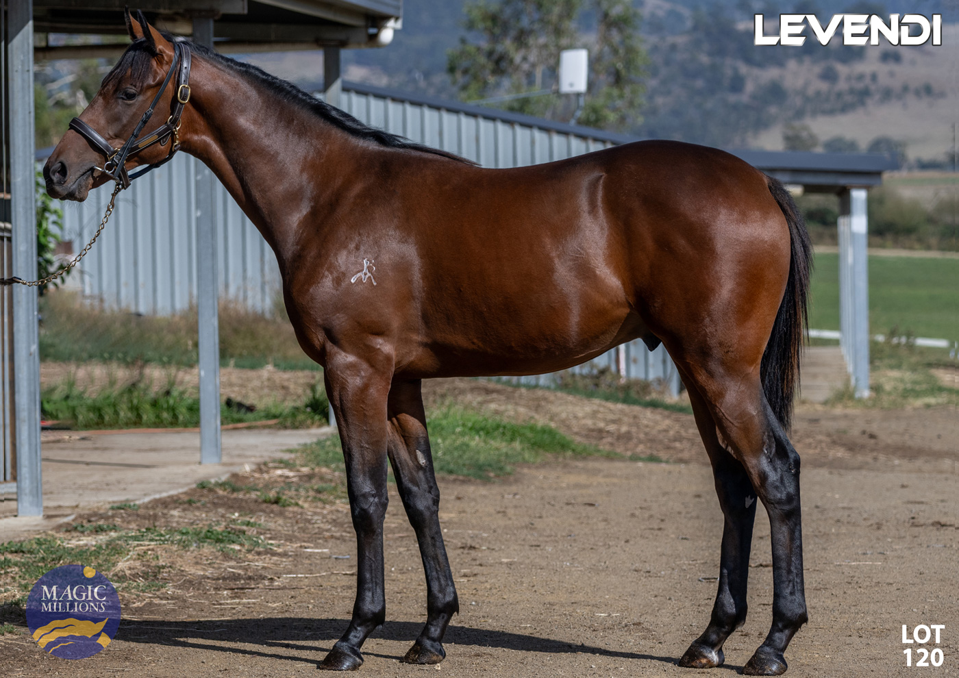 Magnum Park | Levendi – Elite Group 1 Winning Thoroughbred Stallion