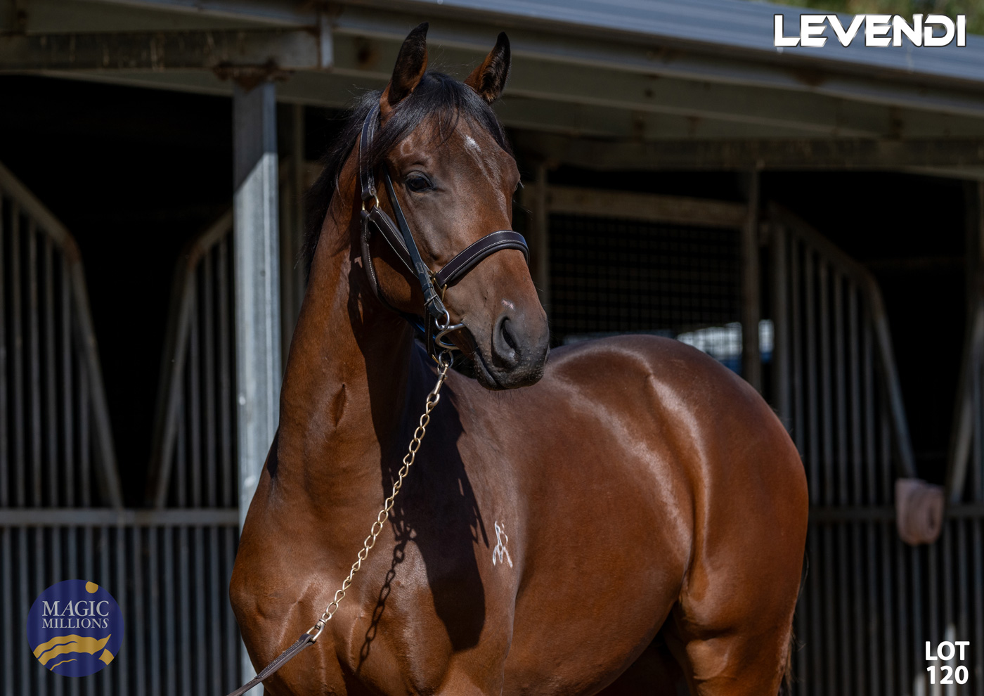 Magnum Park | Levendi – Elite Group 1 Winning Thoroughbred Stallion