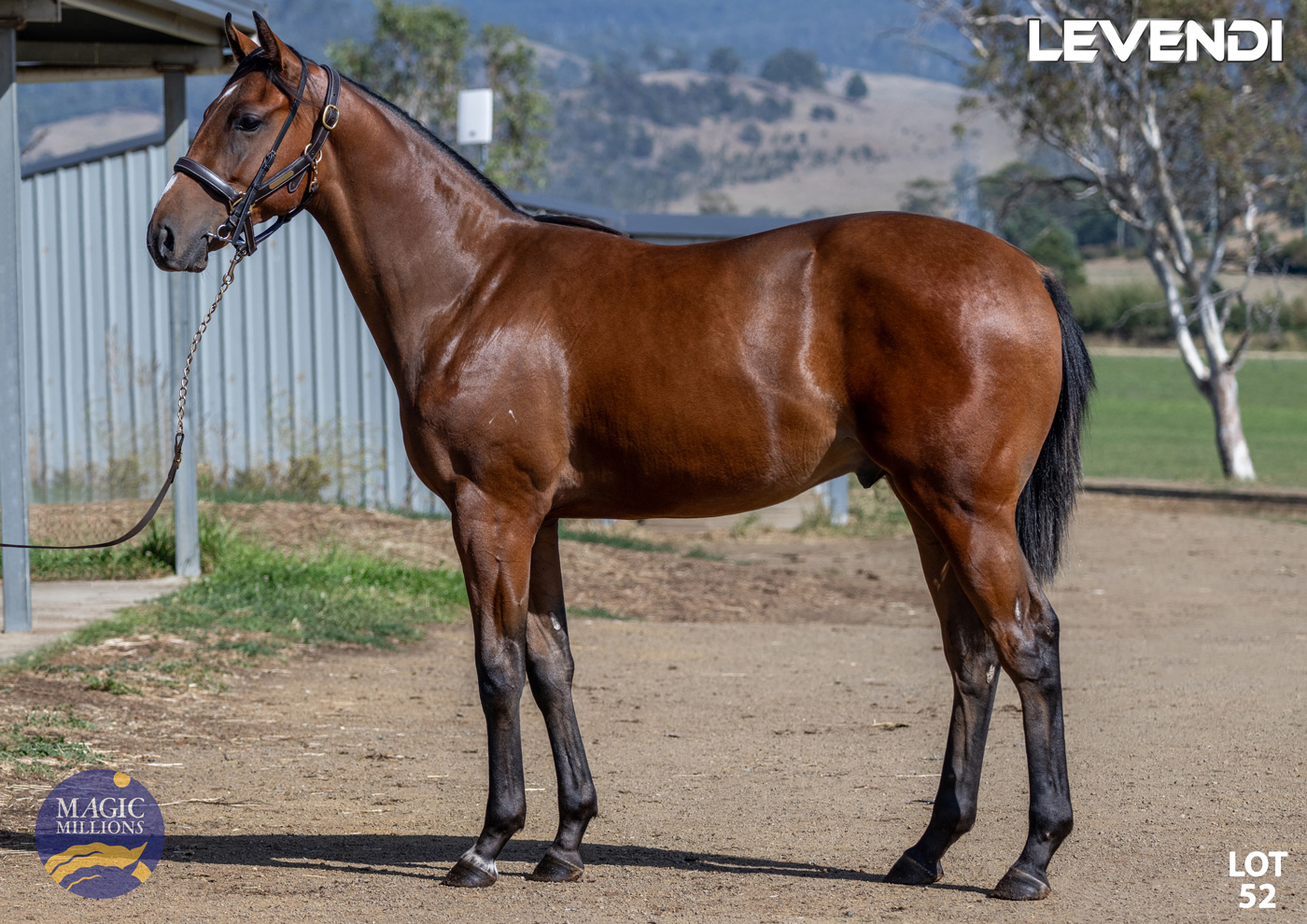 Magnum Park | Levendi – Elite Group 1 Winning Thoroughbred Stallion