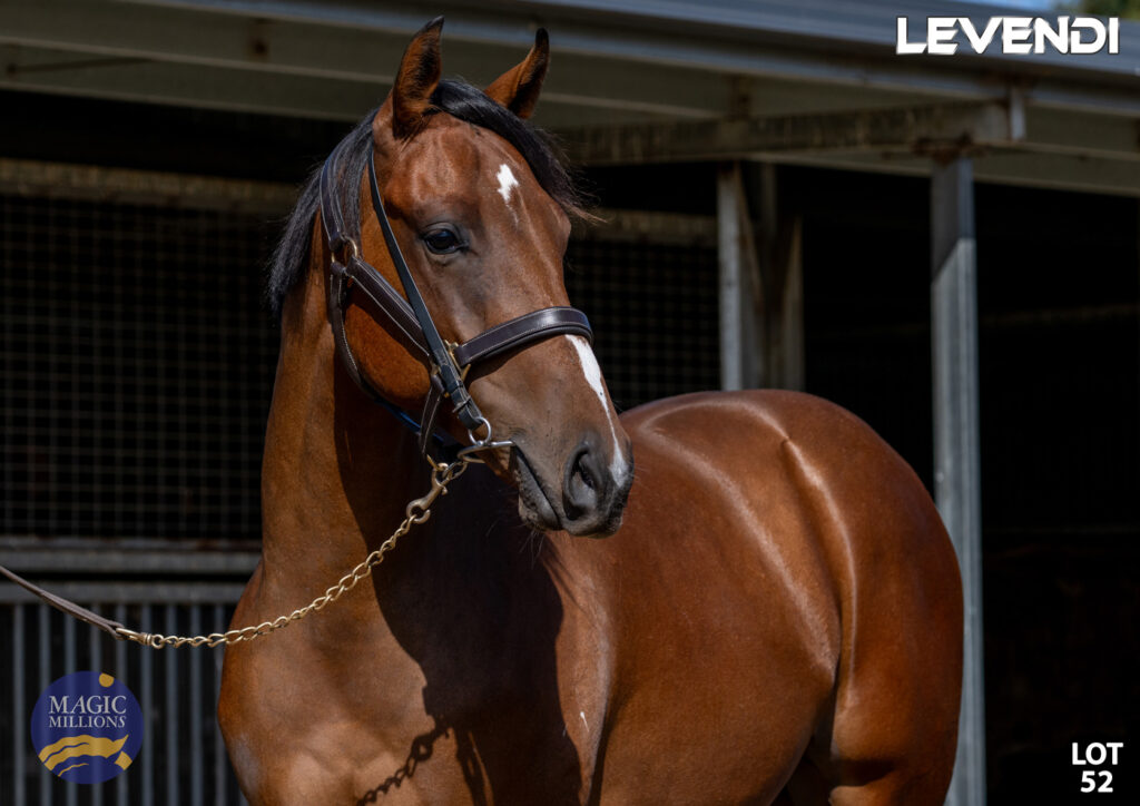 Magnum Park | Levendi – Elite Group 1 Winning Thoroughbred Stallion