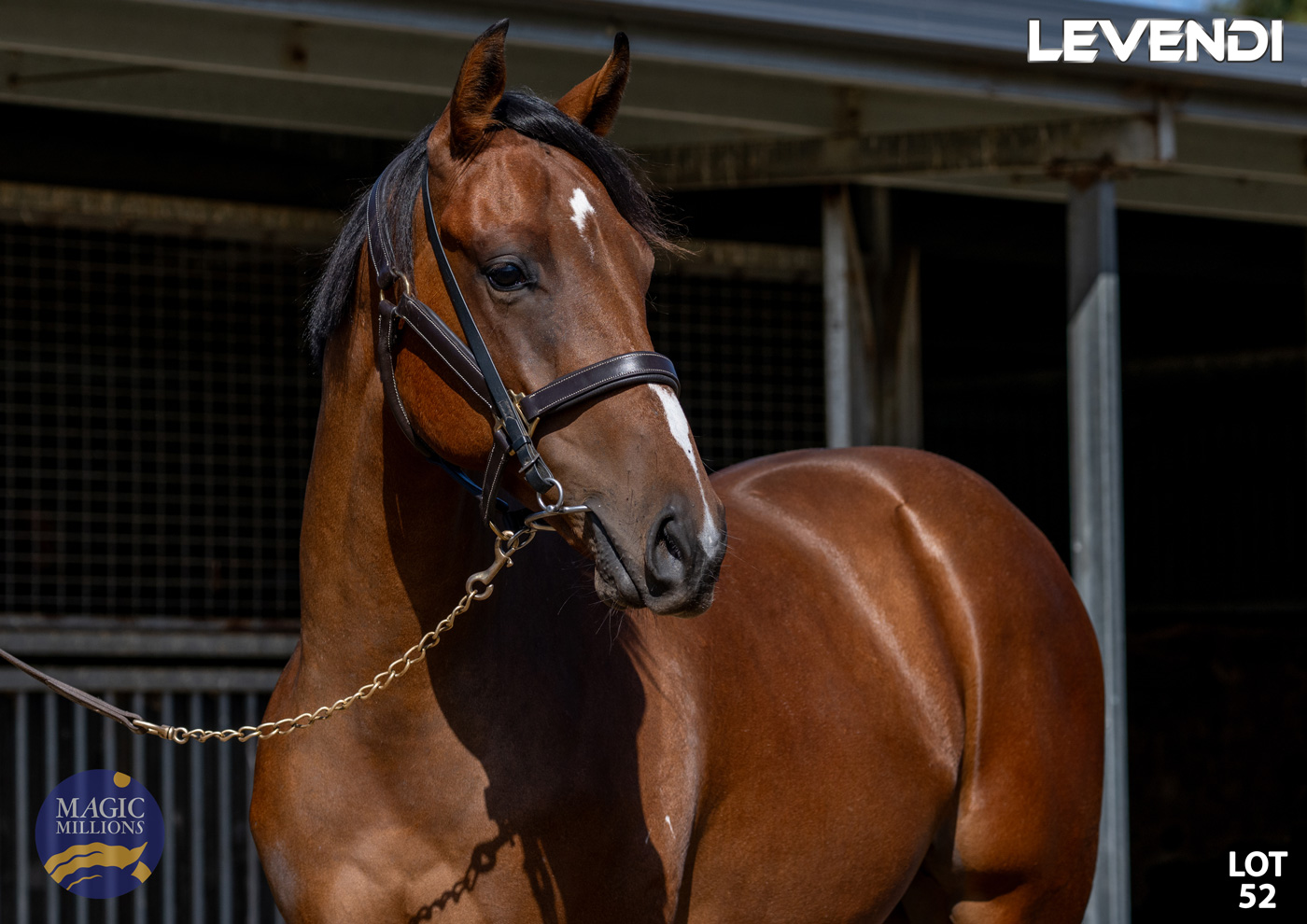 Magnum Park | Levendi – Elite Group 1 Winning Thoroughbred Stallion