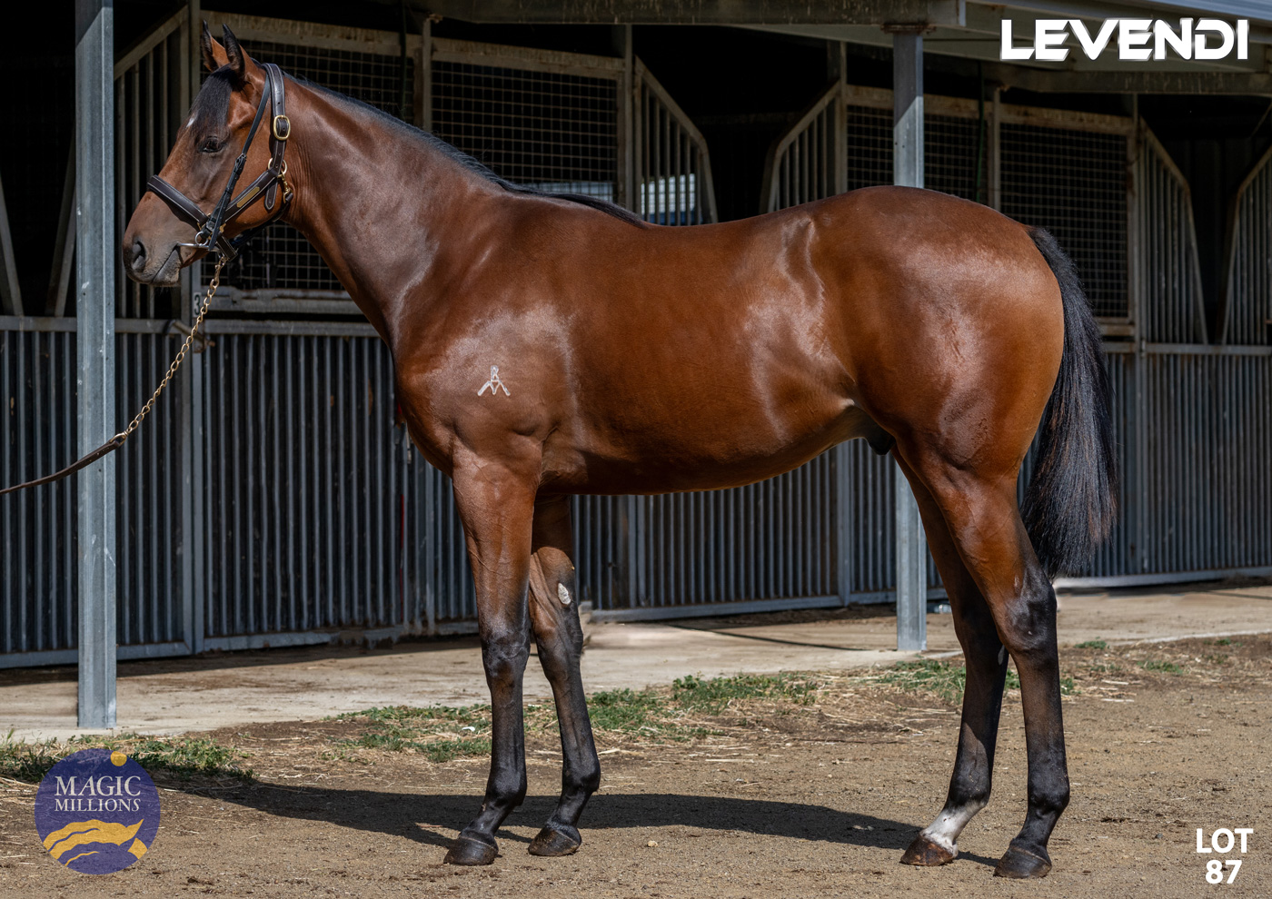Magnum Park | Levendi – Elite Group 1 Winning Thoroughbred Stallion
