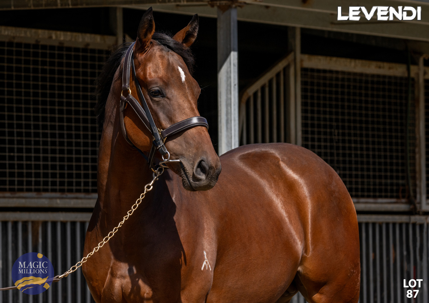 Magnum Park | Levendi – Elite Group 1 Winning Thoroughbred Stallion